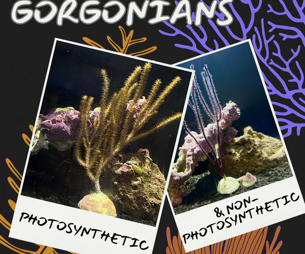 Gorgonians – live-plants