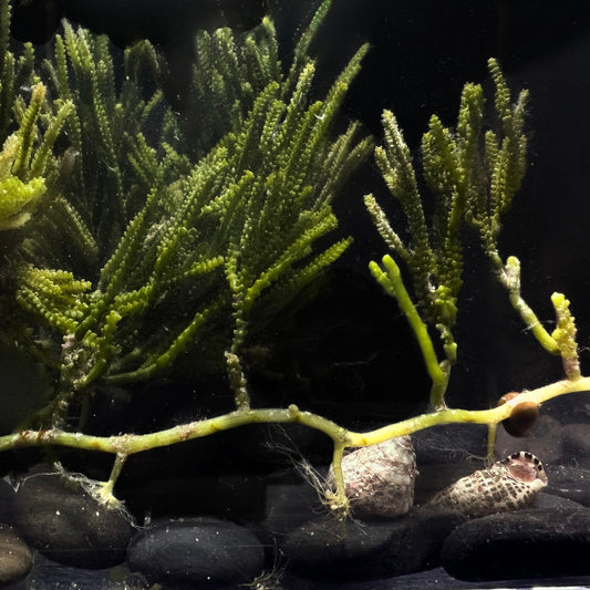 Macroalgae – live-plants