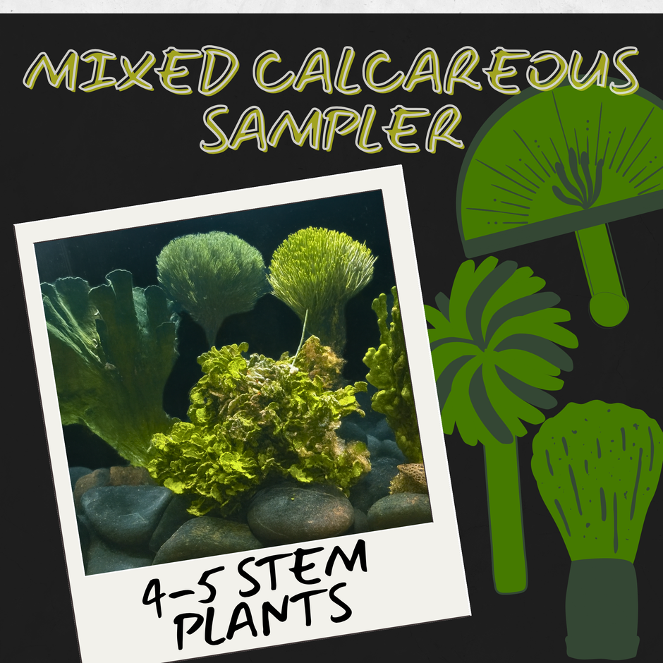 Mixed Calcareous Macroalgae Sampler – live-plants