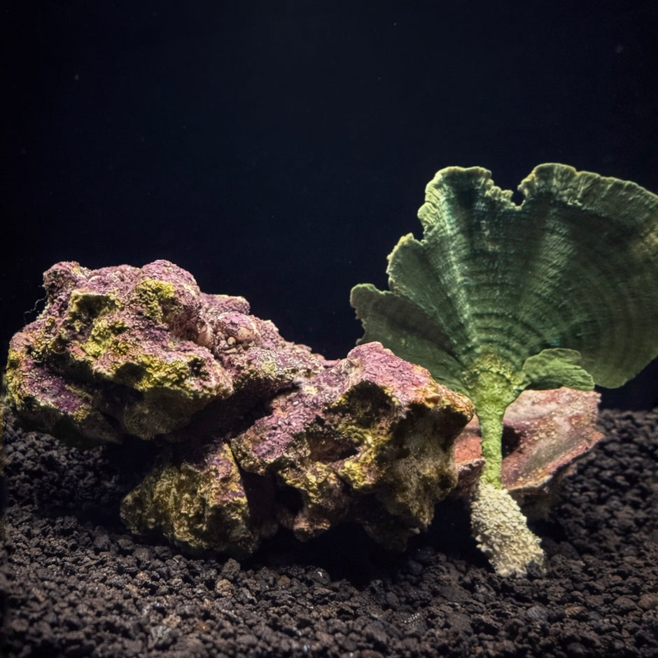 Mermaid’s Fan Stem Plant – live-plants