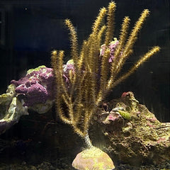 Gorgonians – live-plants