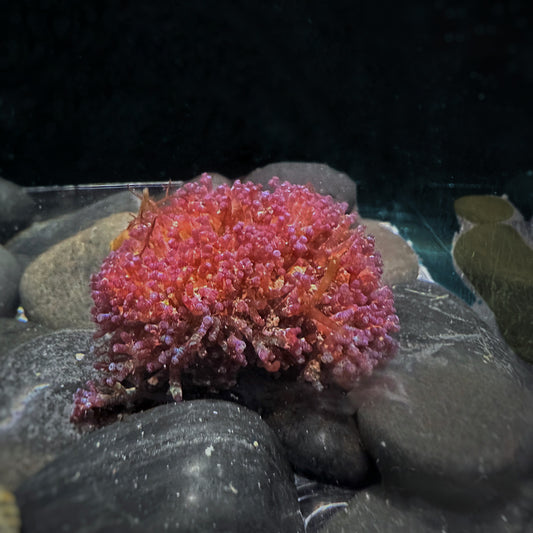 Macroalgae – live-plants